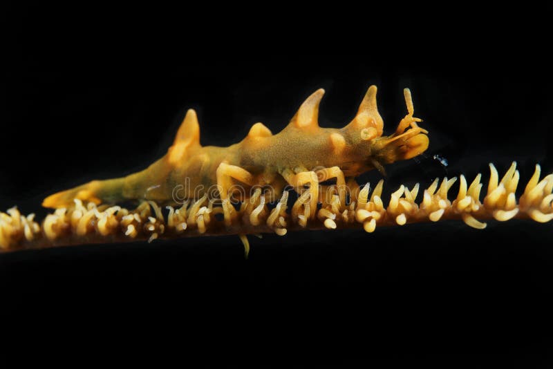 Dragon Eye Shrimp Har Gow Dumpling Stock Image - Image of chili ...