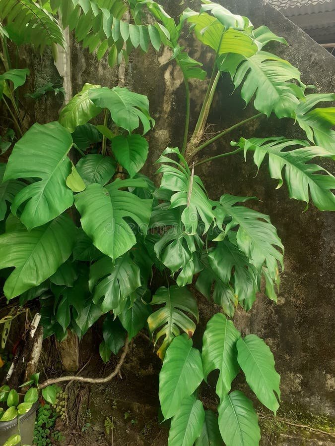 Dragon Tail Monstera Leaf Plant Stock Image - Image of plant, dragon ...