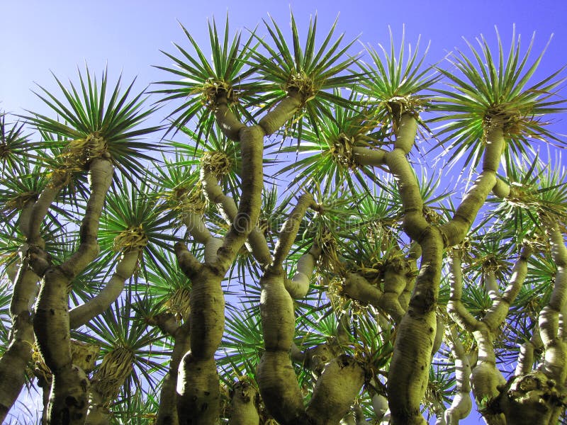 Spiky Leaves of Dragon Tree Stock Photo - Image of mountains, blood ...