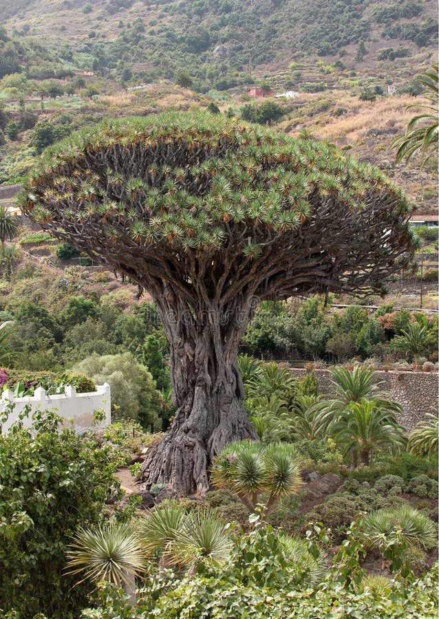 Dragon tree stock photo. Image of wildlife, outdoor, plant - 38429158