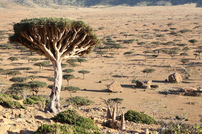 Dragon tree stock image. Image of trunk, socotra, wildlife - 4772119