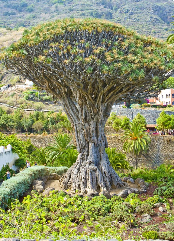 Dragon tree stock photo. Image of soil, monument, protected - 6885014