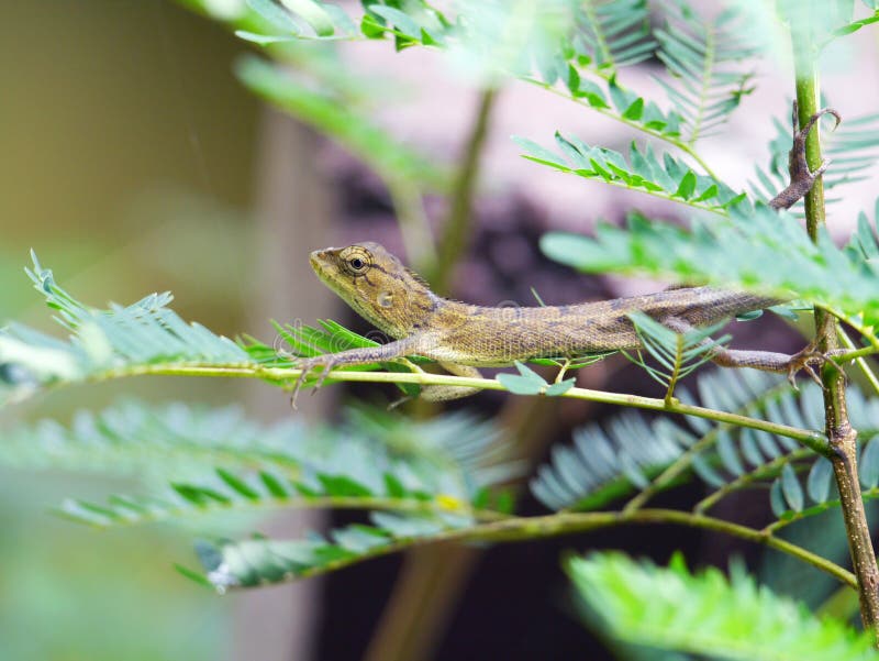 Dragon on the tree stock photo. Image of reptile, male - 59795654