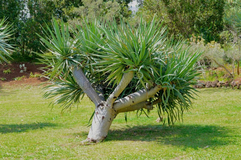 Dragon tree stock photo. Image of plant, hill, dracaena - 213285952