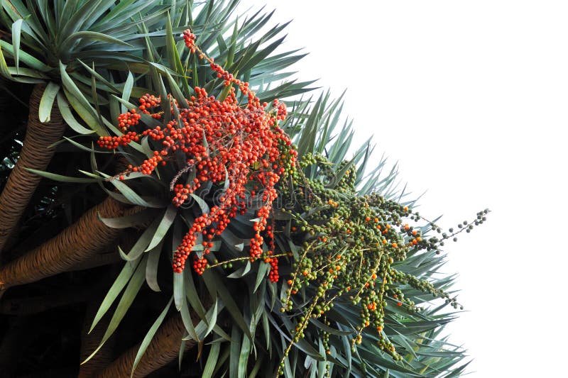 Dragon Tree, Dracaena Draco - Madeira Stock Photo - Image of branches ...