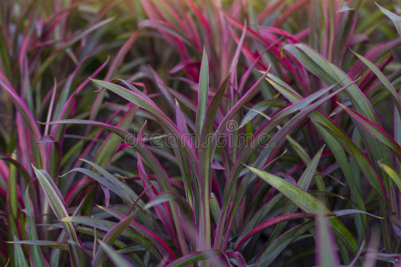 Dragon Tree or Dracaena Marginata Growing in the Garden. Stock Image ...