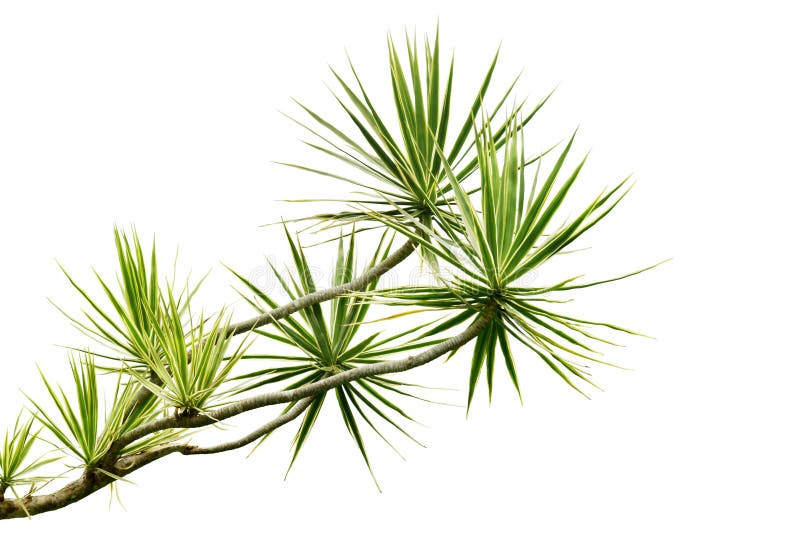 Dragon Tree, Dracaena Plant, Isolated on White Background Stock Image ...