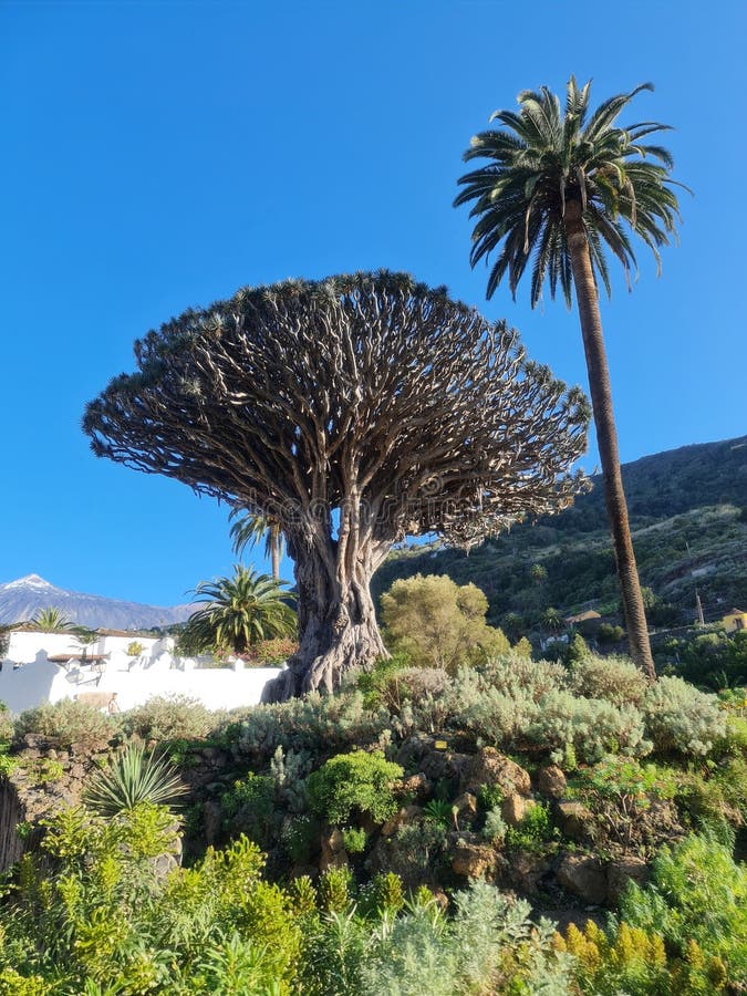 Dragon tree an old tree stock photo. Image of icod, landscape - 320569834