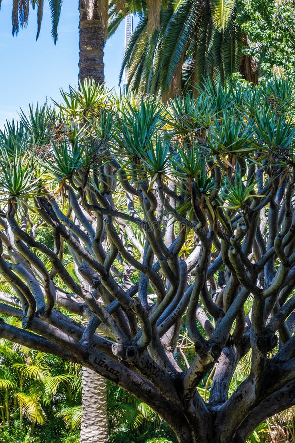 Dragon Tree in Western Australia Stirling Gardens in Perth Stock Image ...