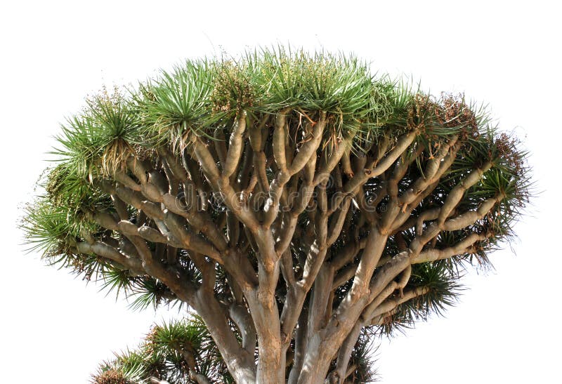 Millenium Dragon Tree (Dracaena Draco). Stock Photo - Image of tree ...