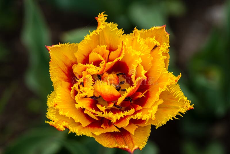 262 Dragon Tulip Stock Photos - Free & Royalty-Free Stock Photos from ...