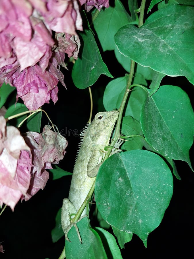 Dragon type insects stock photo. Image of blossom, petal - 217440650