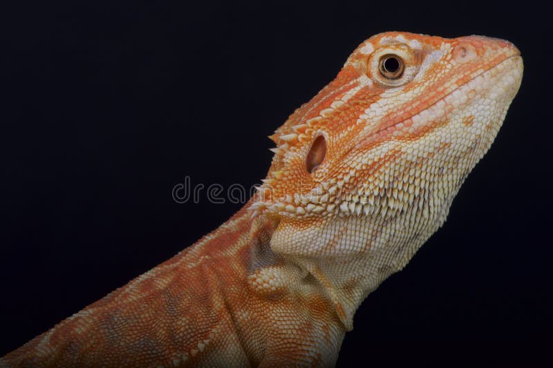 Dragon Barbu, Vitticeps De Pogona Image stock - Image du pointu, blanc ...