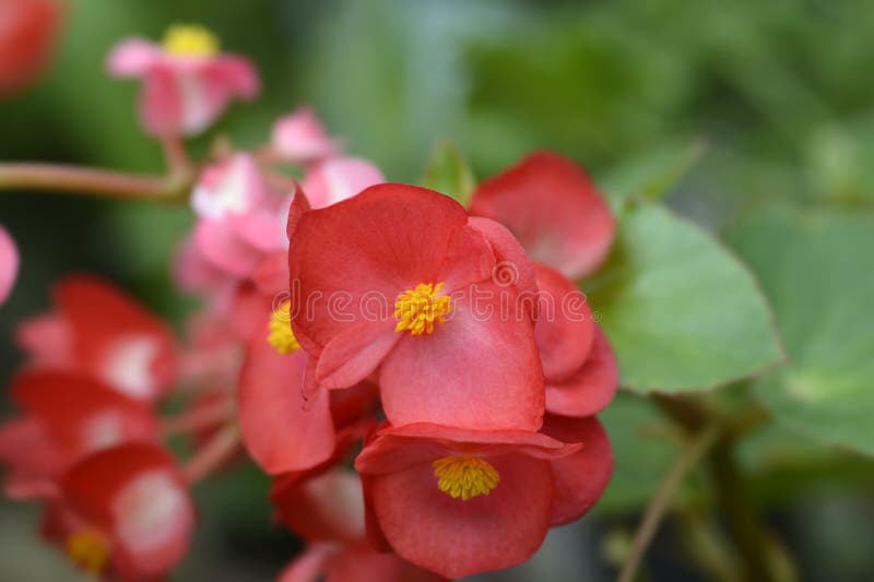 Dragon Wing Red begonia stock image. Image of outdoors - 336624175