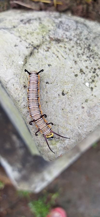 Dragon worm stock photo. Image of worm, bast, nice, dragon - 230017516