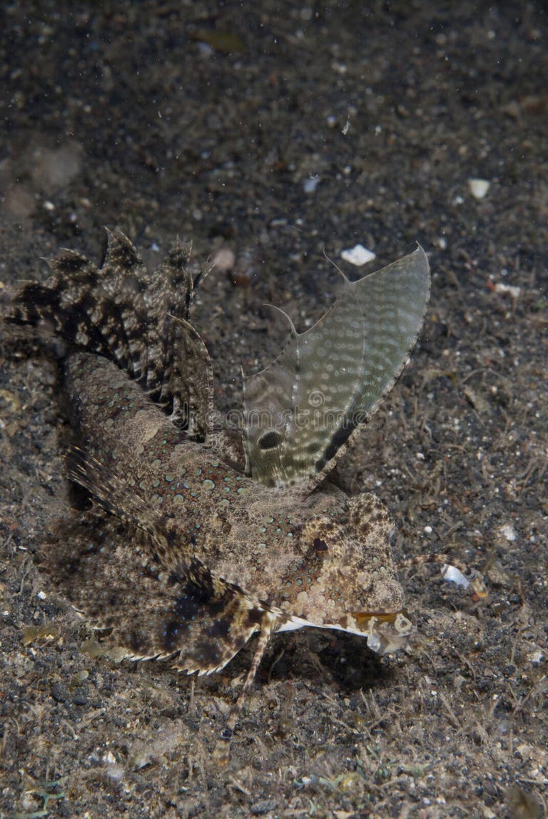 465 Dragonet Fish Stock Photos - Free & Royalty-Free Stock Photos from ...