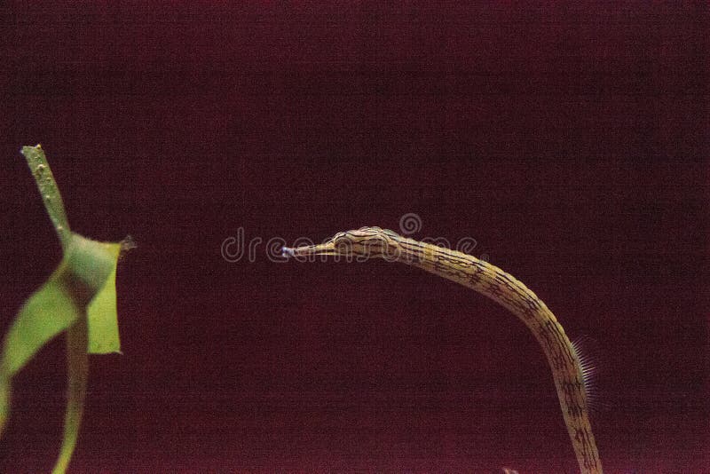 Messmate Pipefish (Corythoichthys Haematopterus) Stock Image - Image of ...