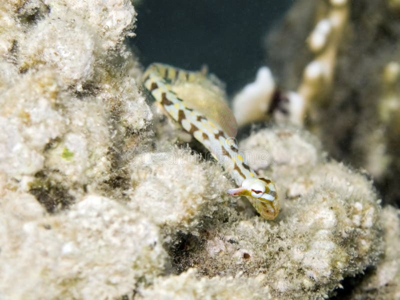 Dragonface Pipefish in Red Sea Stock Image - Image of hunting, diving ...