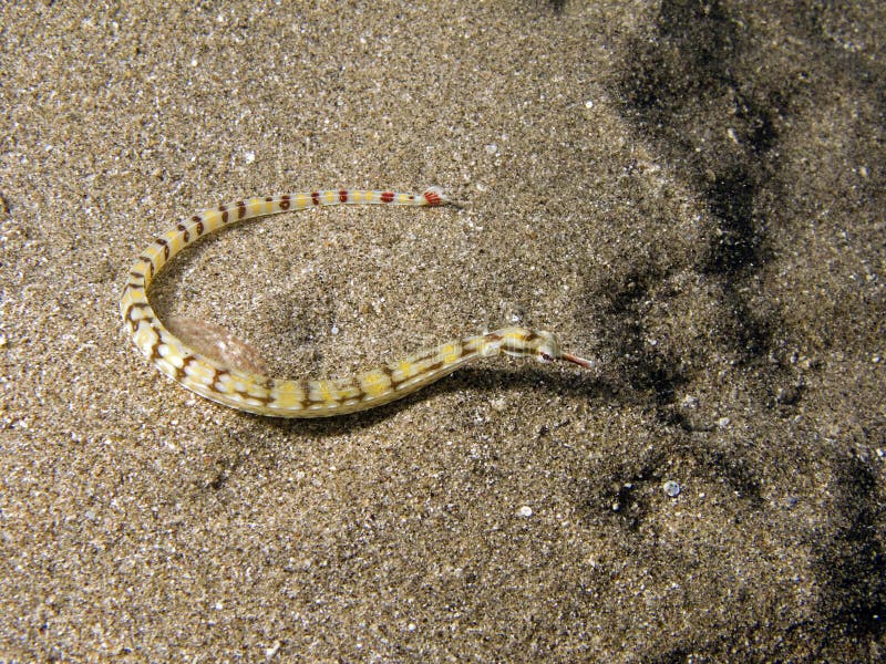 Yellow banded pipefish stock image. Image of banded, tropical - 29959957