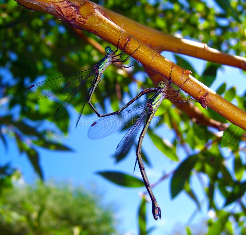 Dragonflies Flying Dance Stock Photos - Free & Royalty-Free Stock ...
