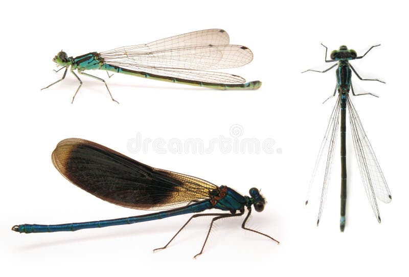 Killer dragonfly stock image. Image of plant, park, close - 16132705