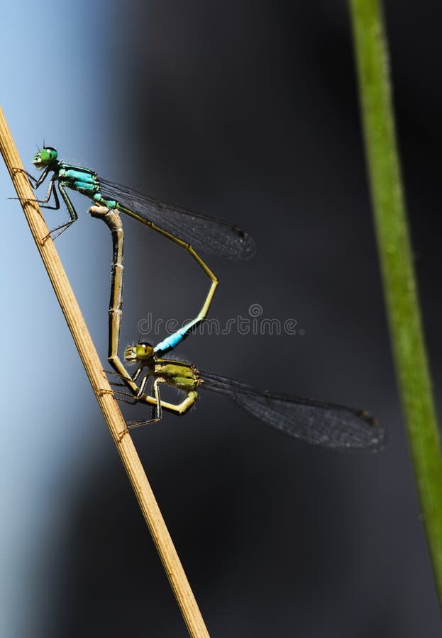 Dragonflies stock photo. Image of invertebrate, flight - 21490970