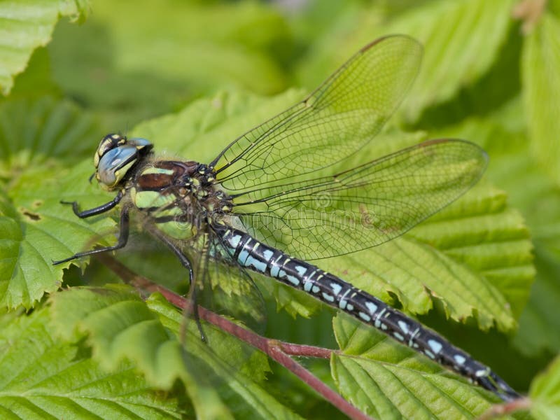 Dragonflies 7 stock photo. Image of closeup, flies, beautiful - 2511034