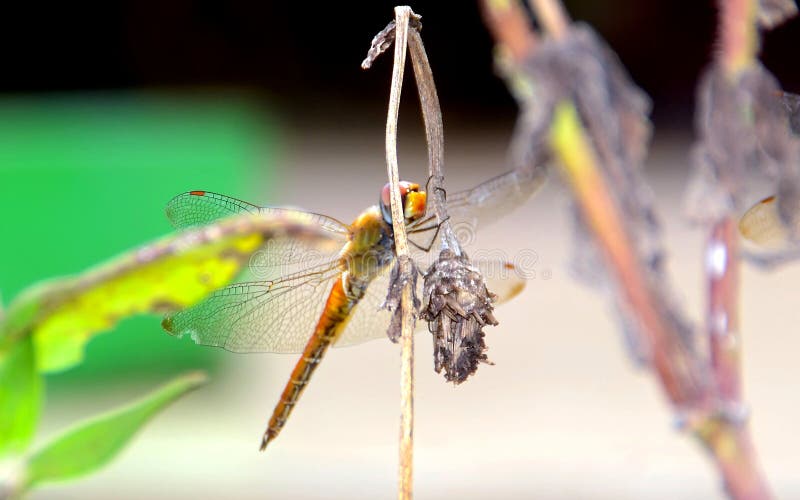 Dragonfly Perched on a Dry Branch Stock Image - Image of amazing ...
