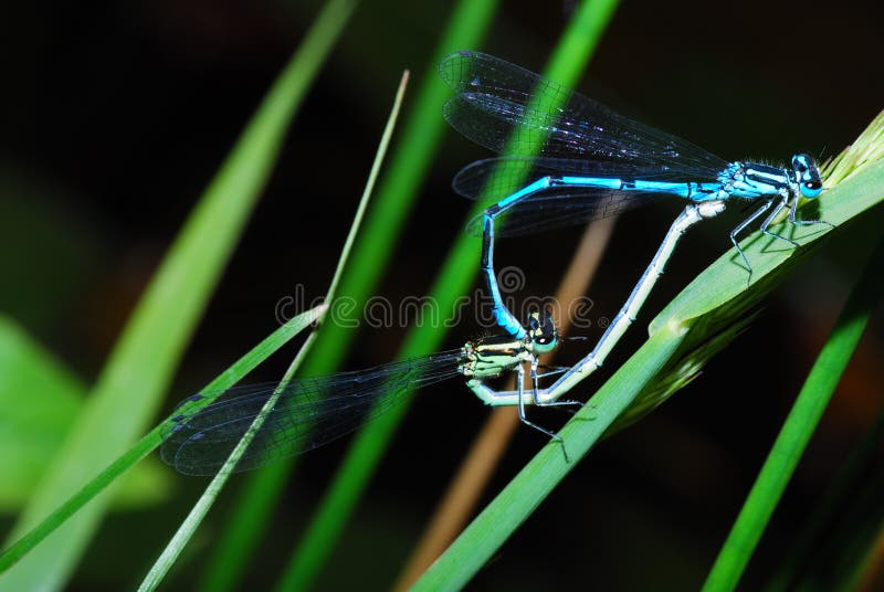 Dragonflies couple stock image. Image of macro, floral - 30622909