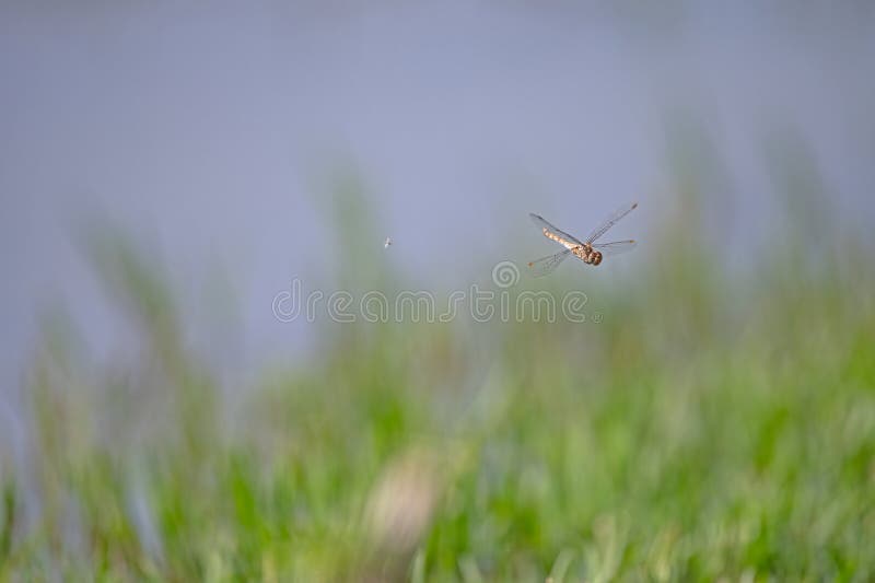 Dragonflies Flying in the Lake Stock Photo - Image of lake, insect ...