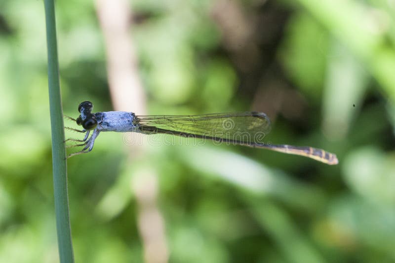 Dragonflies Perch on a Branch Stock Image - Image of element, dragon ...
