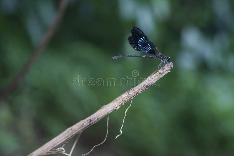 Dragonflies Perching on the Branch Stock Photo - Image of biology ...