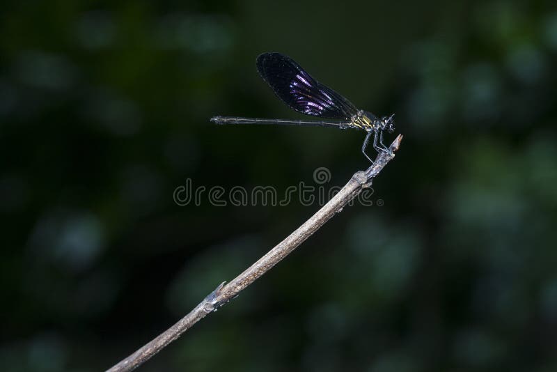 Dragonflies Perching on the Branch Stock Image - Image of damselfly ...