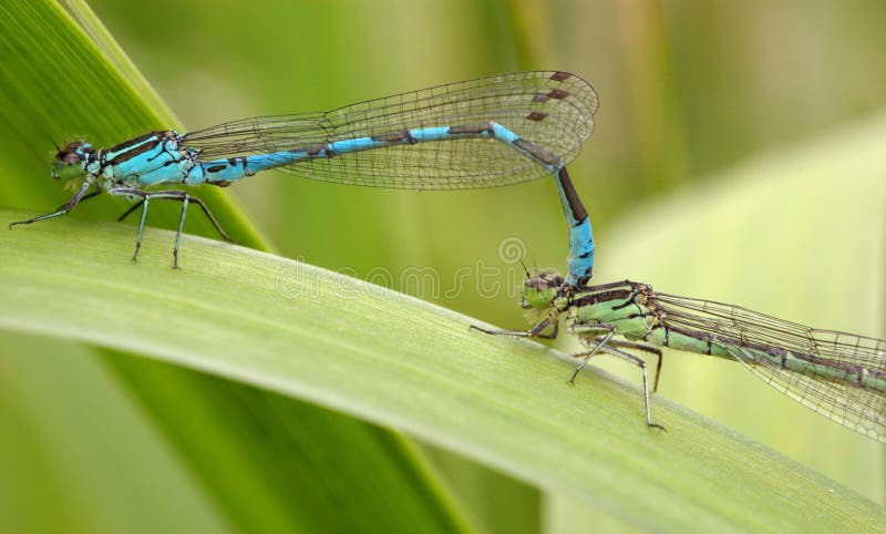 Dragonflies in Love stock image. Image of insect, portrait - 64436663