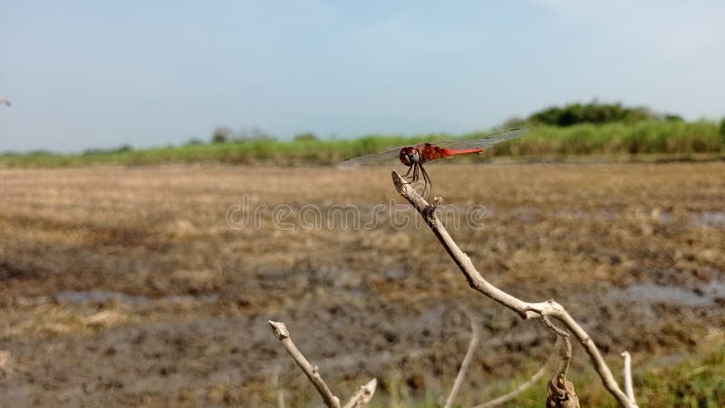 Dragonflies Maintain a Good Rice Field Ecosystem Stock Photo - Image of ...