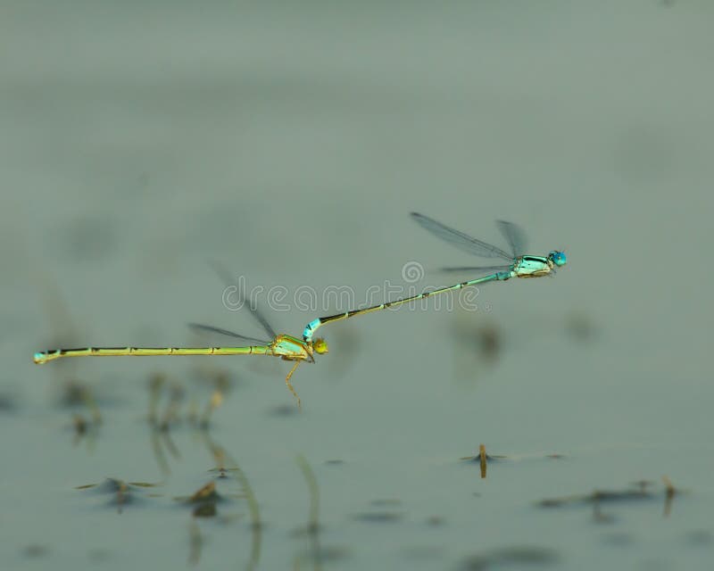Dragonflies Mate while Flying Stock Image - Image of dragonflies, macro ...