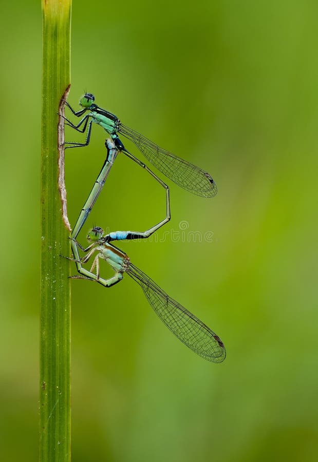 Dragonflies Mating stock image. Image of dragonfly, nature - 52534583