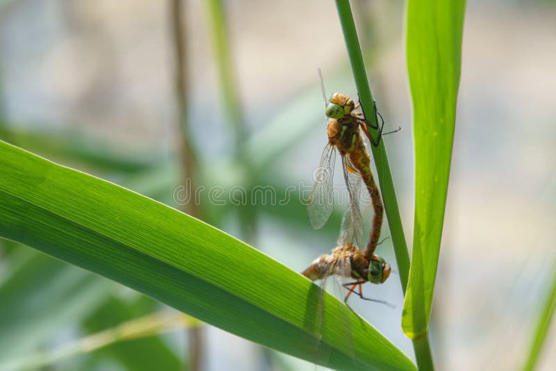 2 Dragonflies Mating Hanging from a Reed Stock Image - Image of ...