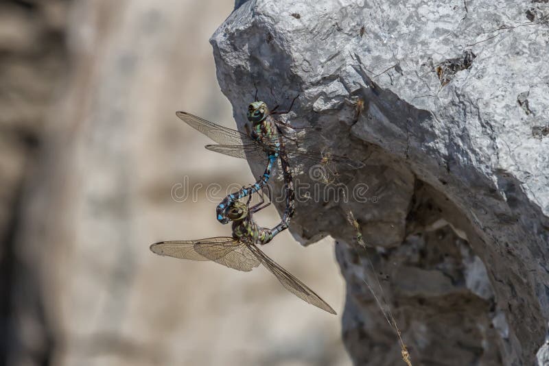 Dragonflies Mating on a Large Rock Stock Photo - Image of large ...
