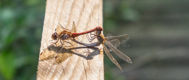 Two Red Dragonflies Mating in Flight Stock Photo - Image of close ...