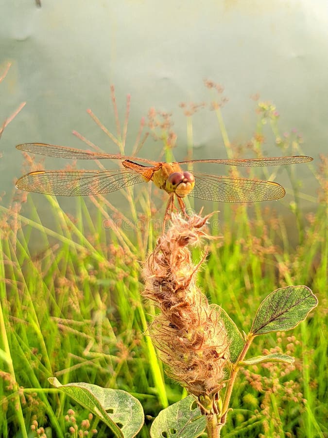 Dragonflies (Odonata): Agile Insects Stock Image - Image of summer ...