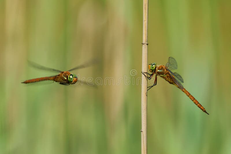 Dragonflies, One Sitting on a Reed, and the Other on the Fly Stock ...