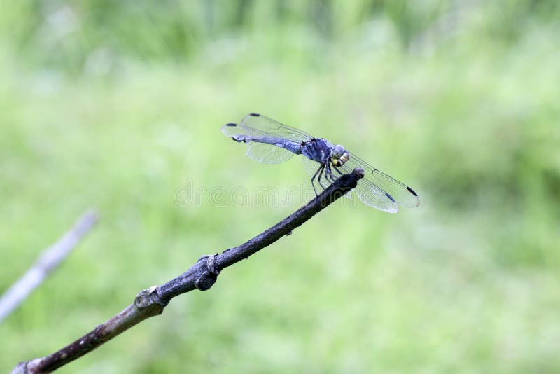 Dragonflies Perch on a Branch Stock Photo - Image of damselfly, branch ...