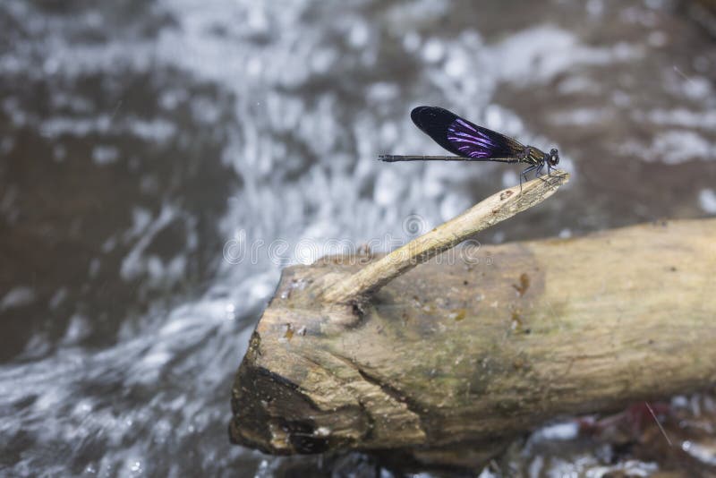 Dragonflies Perch on a Branch Stock Photo - Image of dragonfly, dragon ...