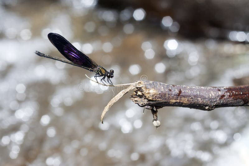 Dragonflies Perch on a Branch Stock Image - Image of perch, environment ...