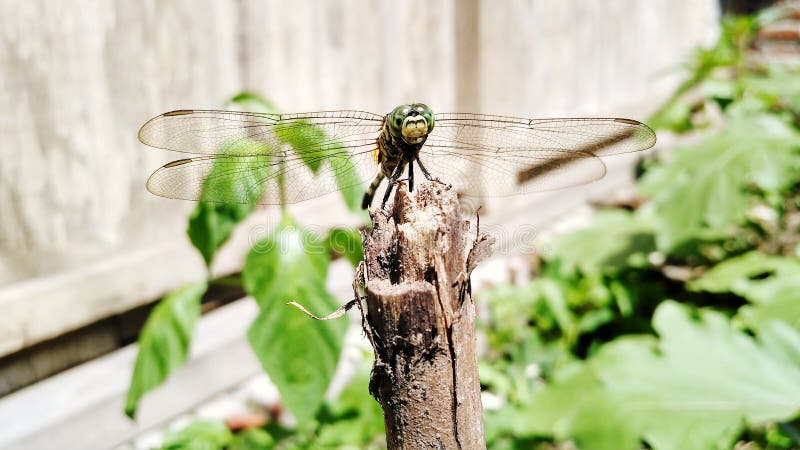 Dragonflies Perch during the Day Stock Image - Image of twig, wildlife ...