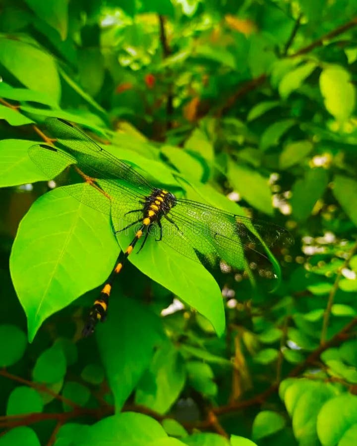 Dragonflies Perch on Tree Branches Stock Image - Image of flora, flower ...