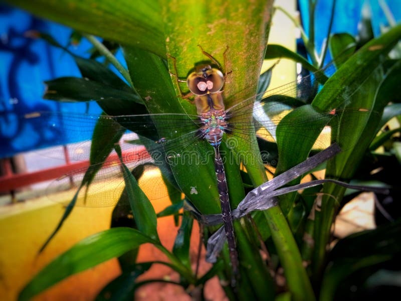 Dragonflies Perch on Tree Branches Stock Image - Image of flora, flower ...