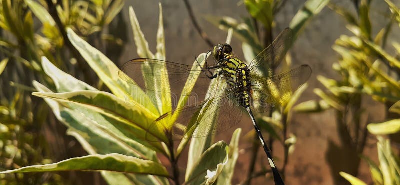 Dragonflies Perch on Tree Branches Stock Photo - Image of closeup ...