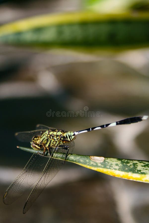 Dragonflies Perch on Tree Branches Stock Image - Image of flora, flower ...